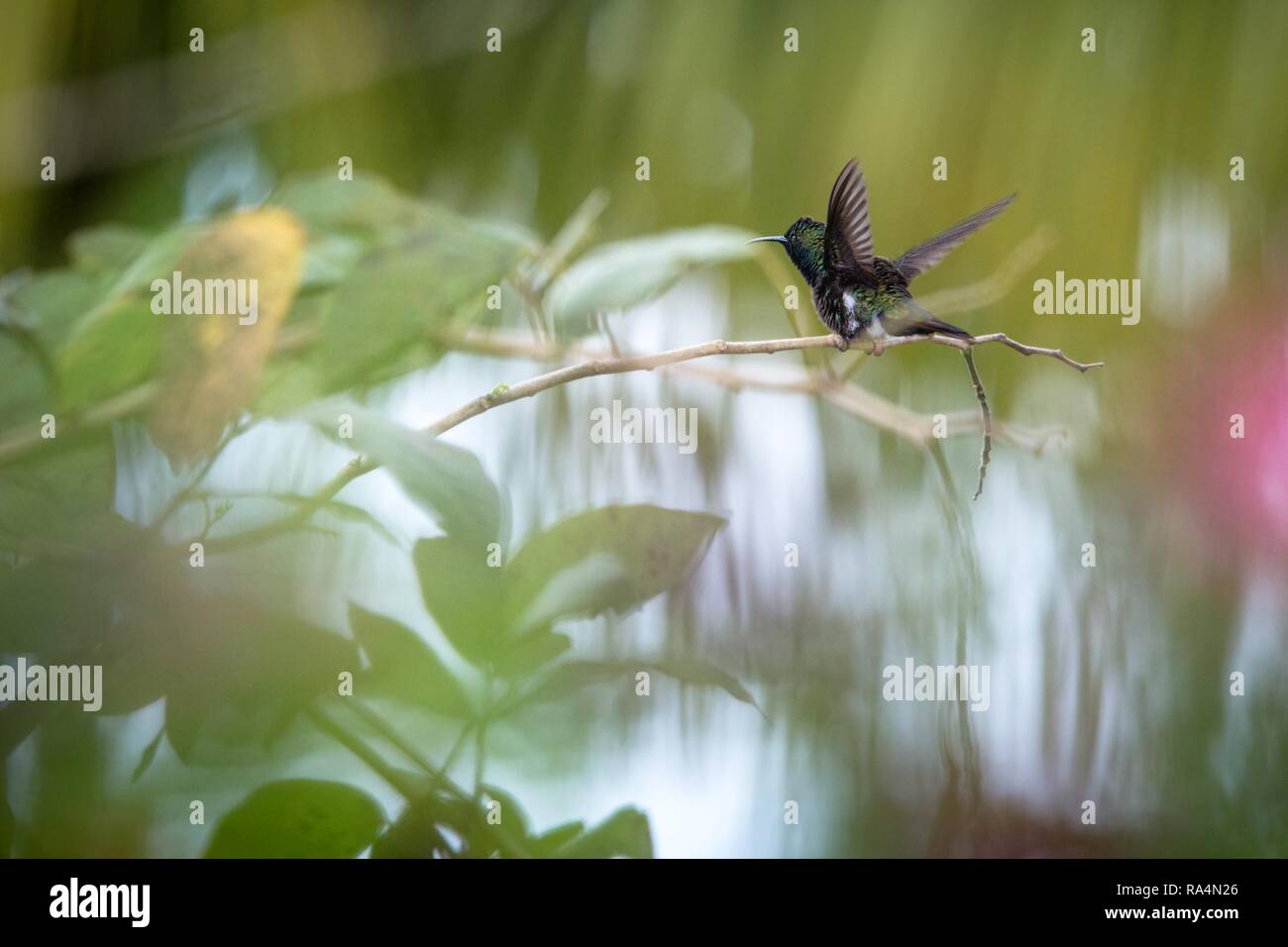 Hummingbird (Copper-rumped Hummingbird) sitting on branch and ...