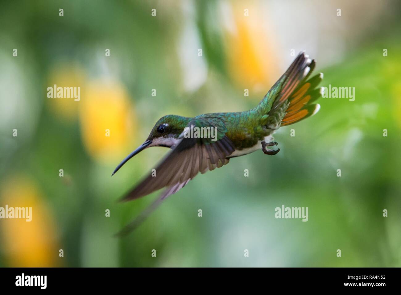 Black-throated mango (Anthracothorax nigricollis) hovering in the air ...