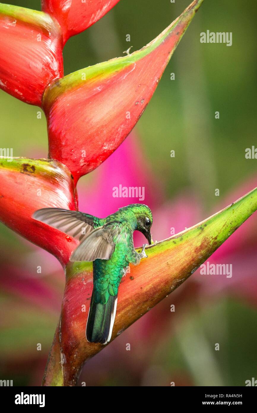 White tailed sabrewing hummingbird hi-res stock photography and images ...
