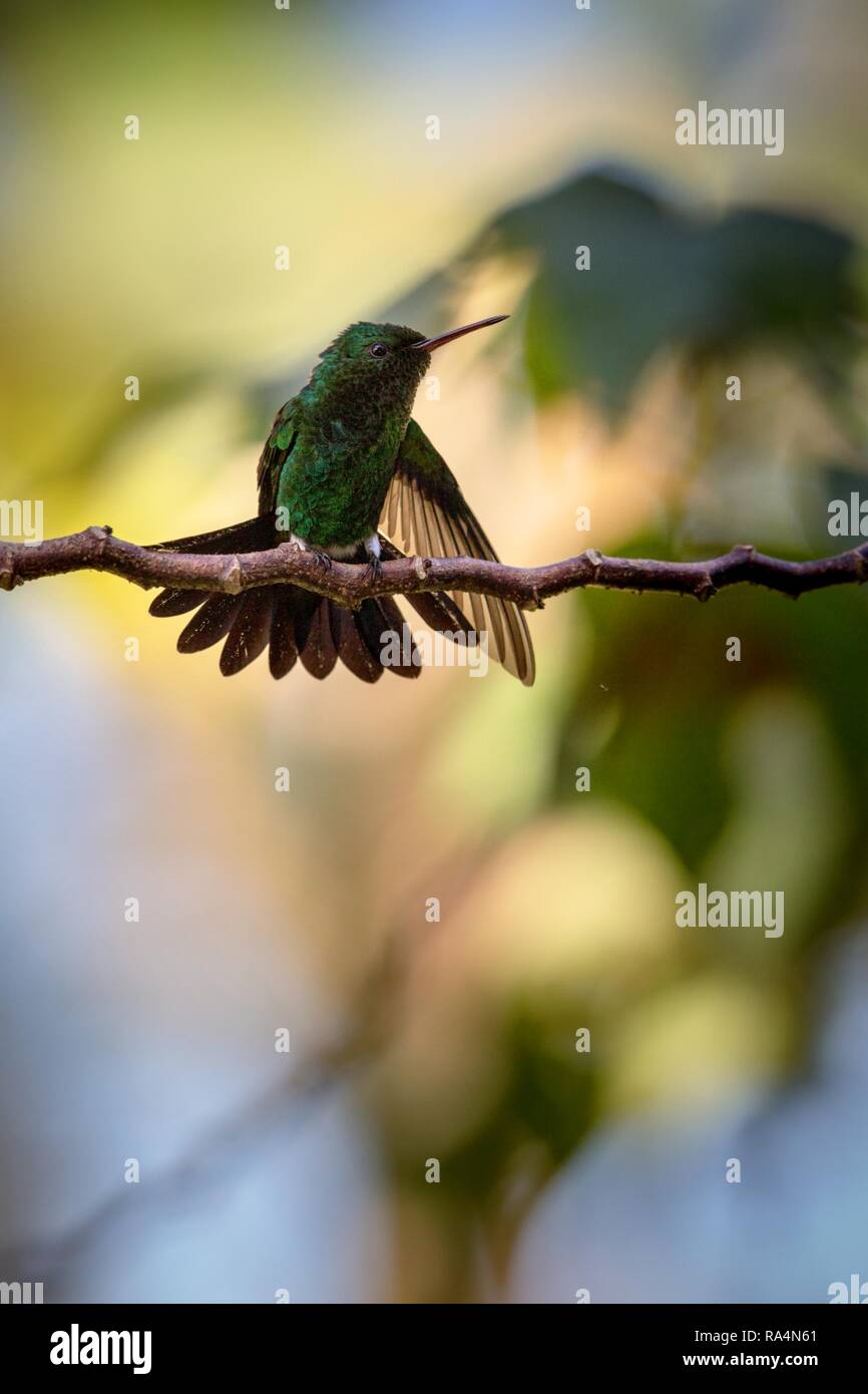 Hummingbird (Copper-rumped Hummingbird) sitting on branch, bird from ...