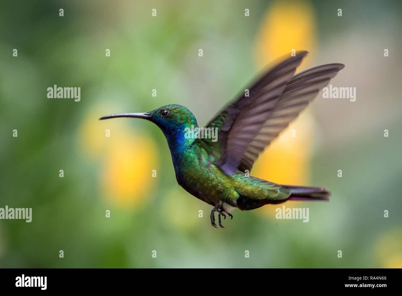 Black-throated mango (Anthracothorax nigricollis) hovering in the air ...