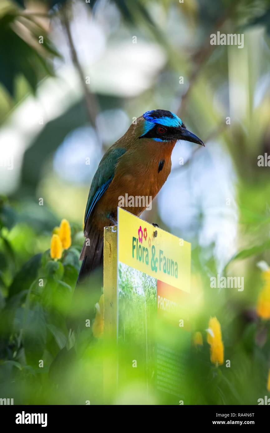 Trinidad Motmot, Momotus bahamensis, sitting on sign fauna and flora in ...