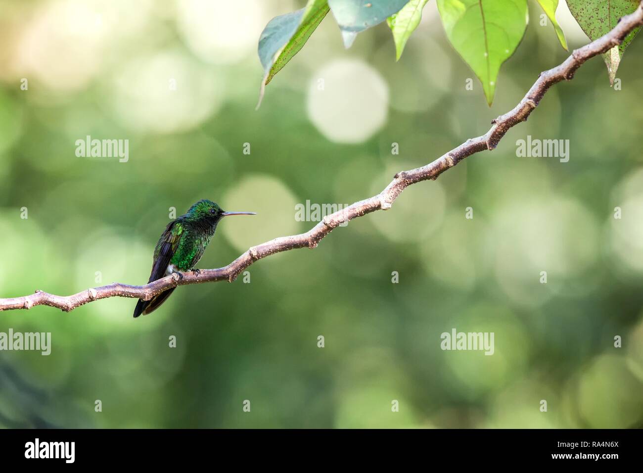 Hummingbird (Copper-rumped Hummingbird) sitting on branch, bird from ...