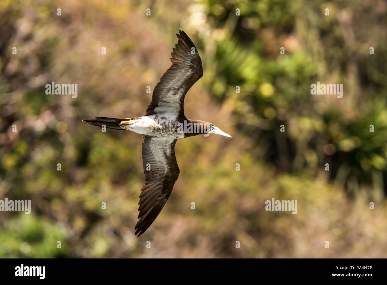 Masked booby (Sula dactylatra) flying over the Atlantic ocean near ...