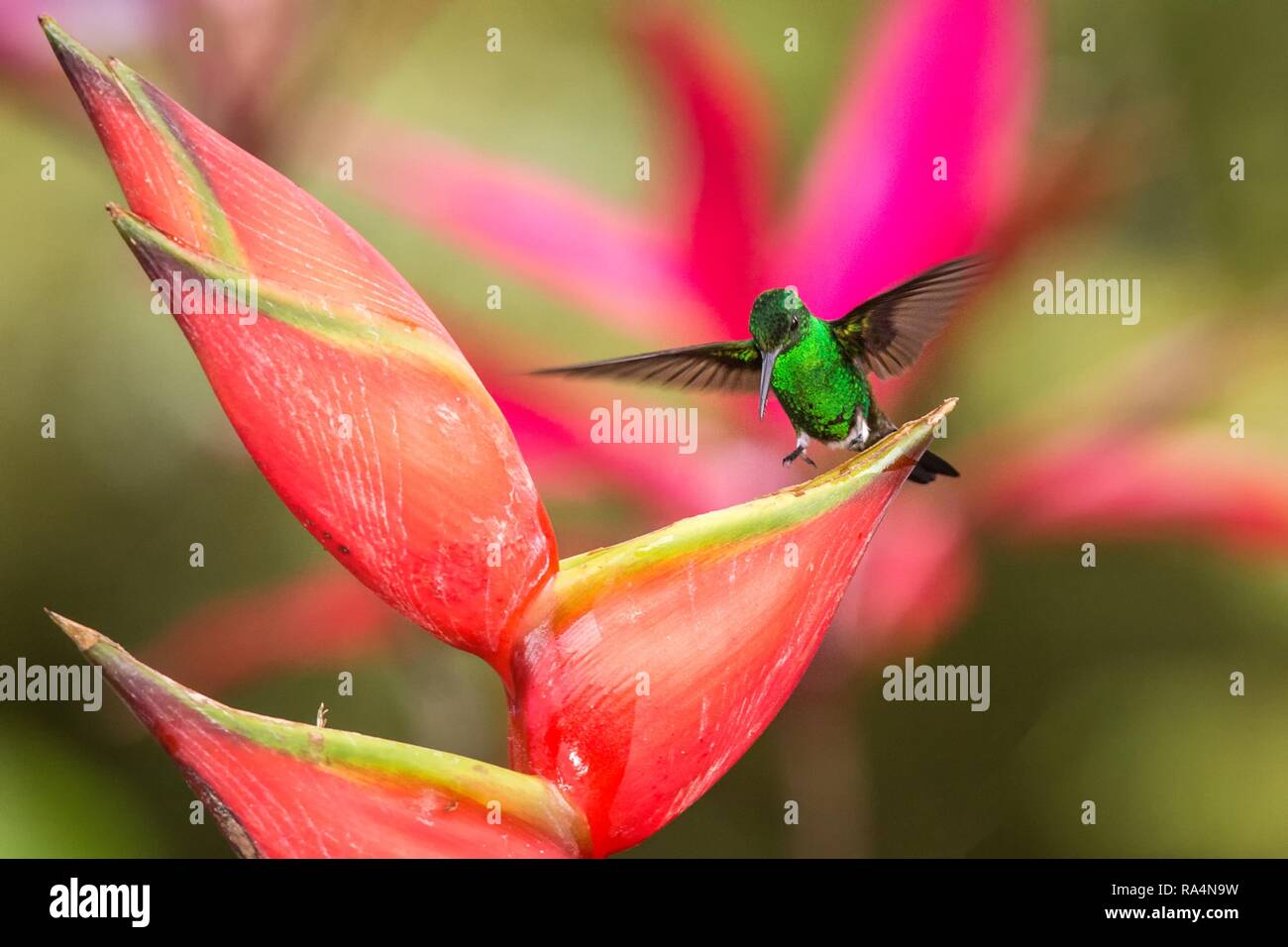 Hummingbird (Copper-rumped Hummingbird) landing on red flower. green ...