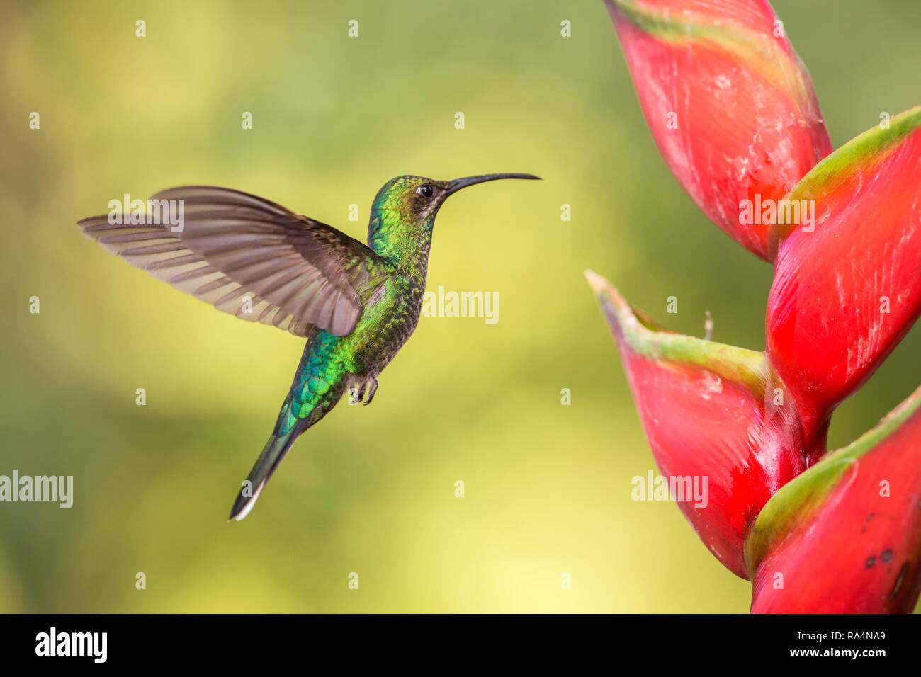 White tailed sabrewing hummingbird hi-res stock photography and images ...