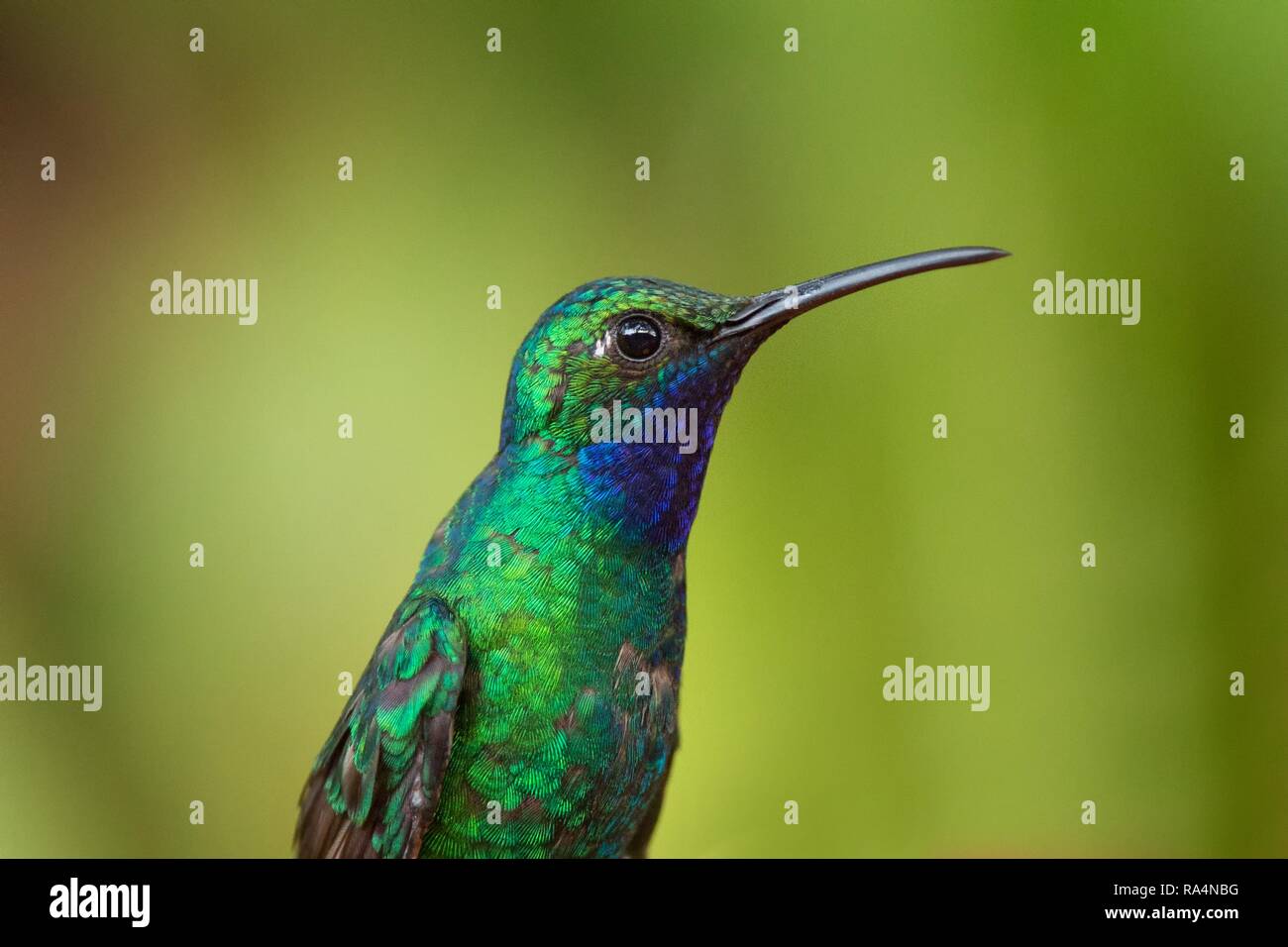 White-tailed sabrewing sitting, portrait of bird, caribean tropical ...