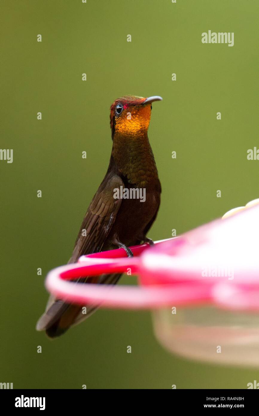 Ruby topaz hummingbird sitting on red feeder, portrait of bird ...