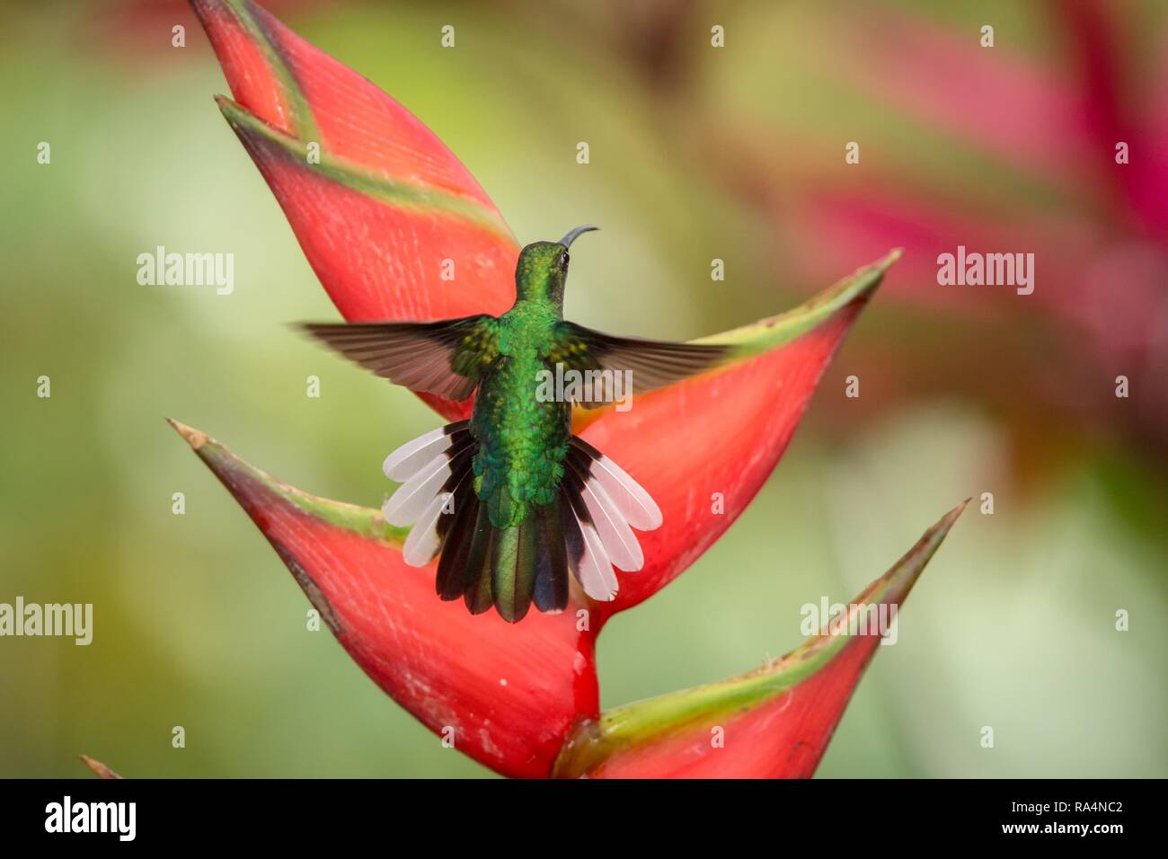 White-tailed sabrewing sitting on red flower, caribean tropical forest ...
