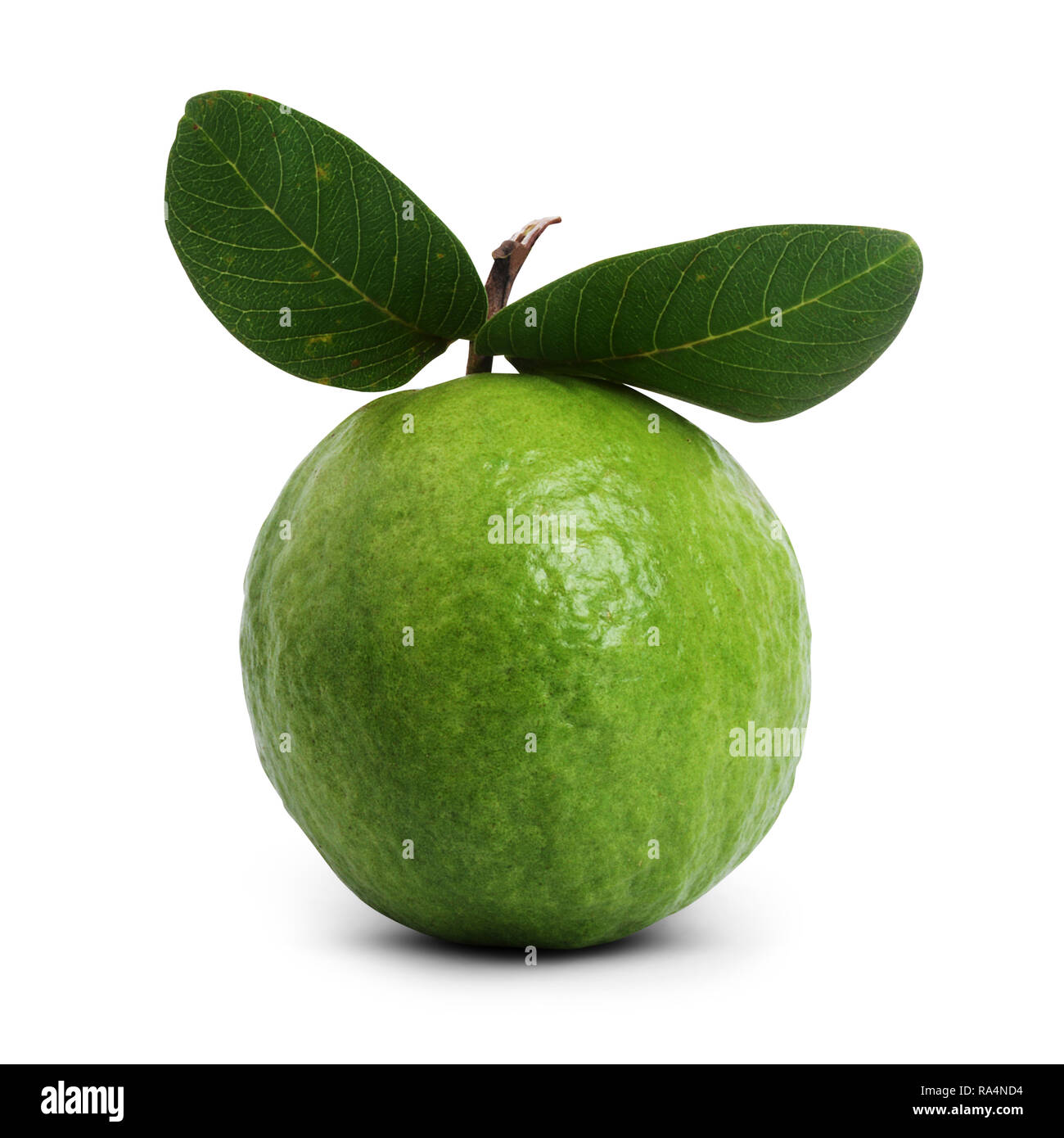 Guava isolated on white background Stock Photo - Alamy