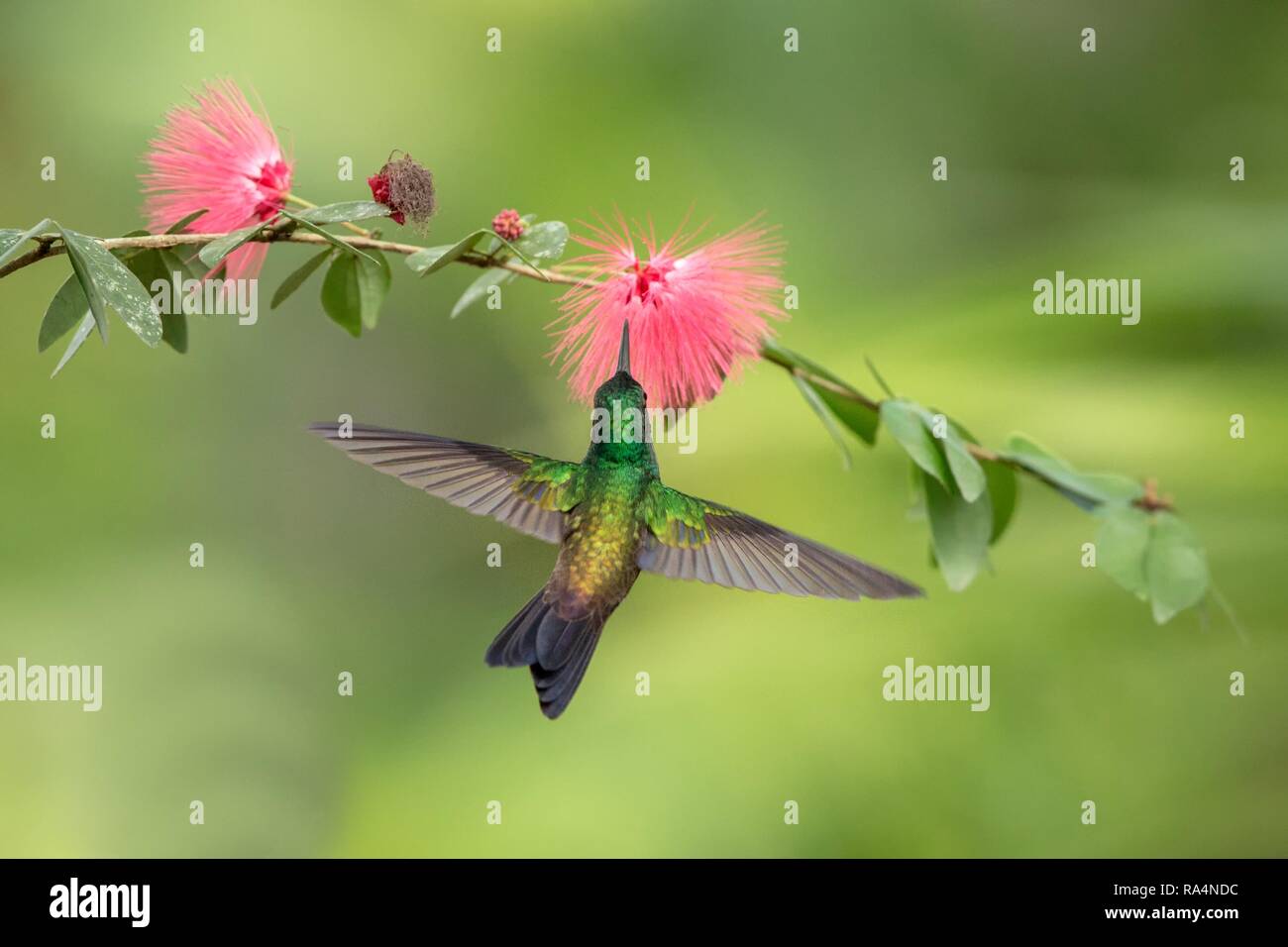Copper-rumped Hummingbird hovering next to pink mimosa flower, bird in ...