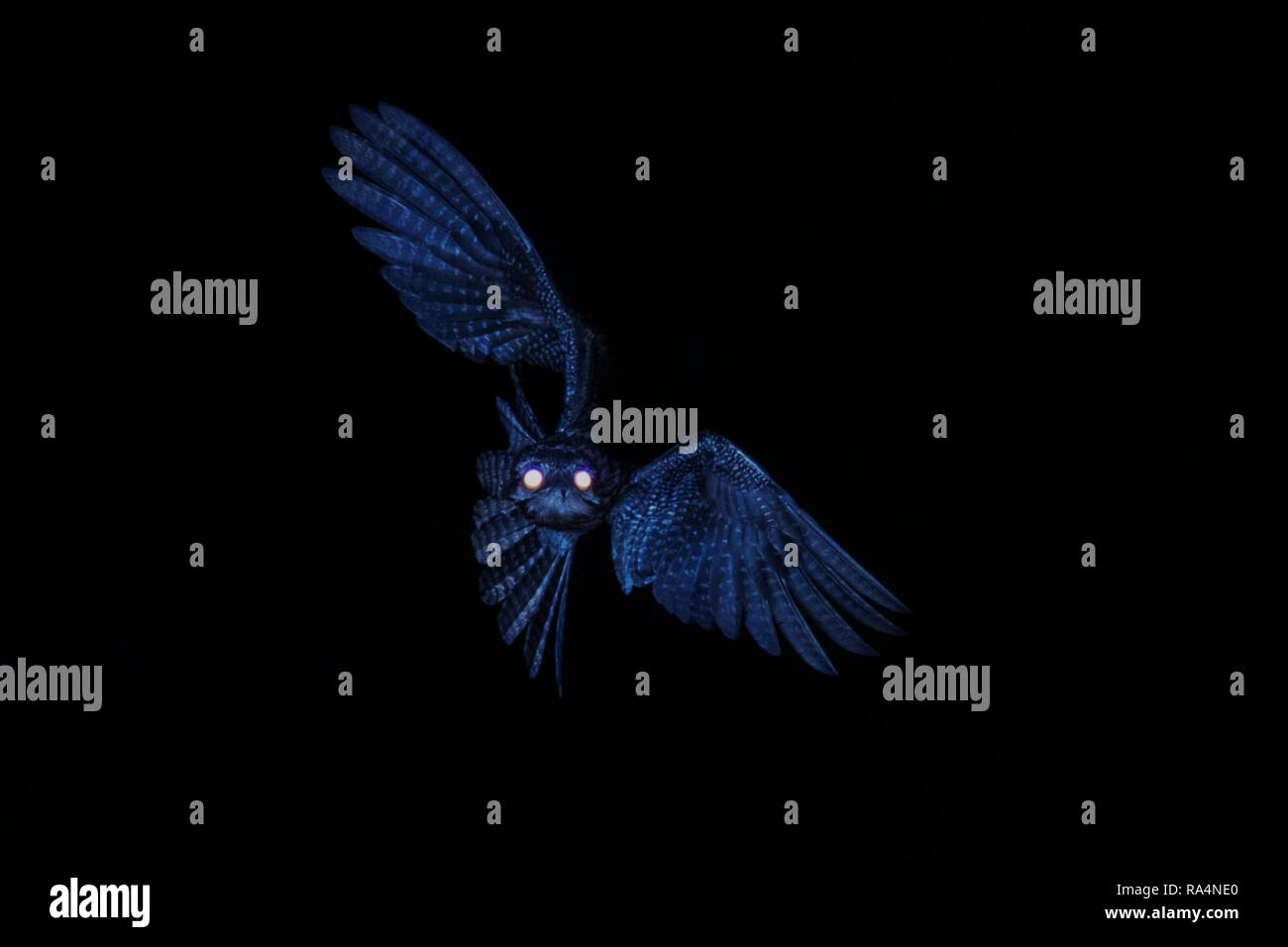 Common Potoo,Nyctibius griseus, nocturnal bird with yellow eyes in ...