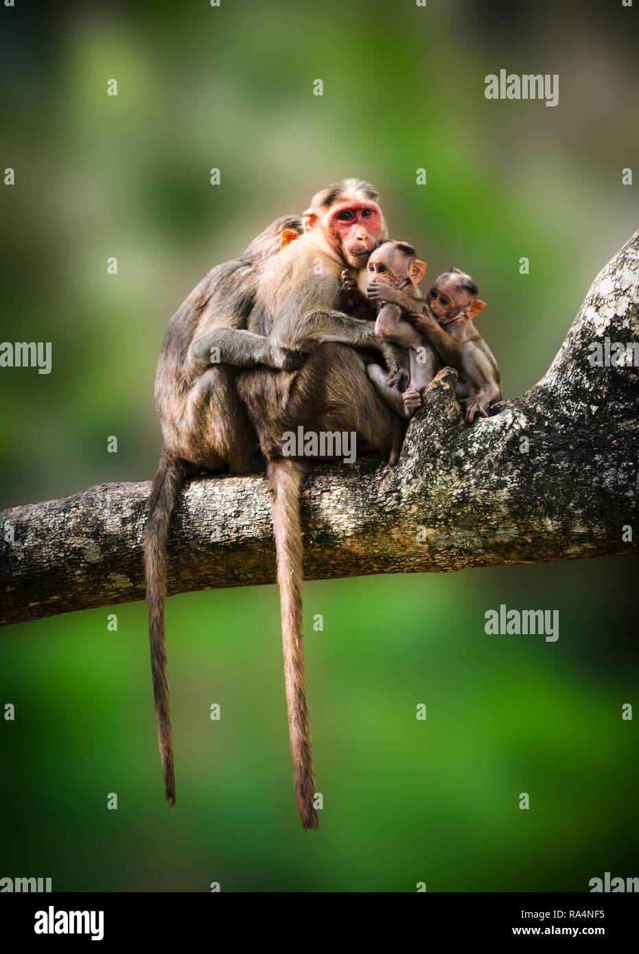Monkey family sitting together Stock Photo - Alamy