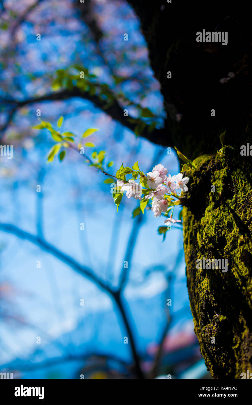 Cherry Blossom in Shinano-Omachi, Japan. April in Japan is very popular ...