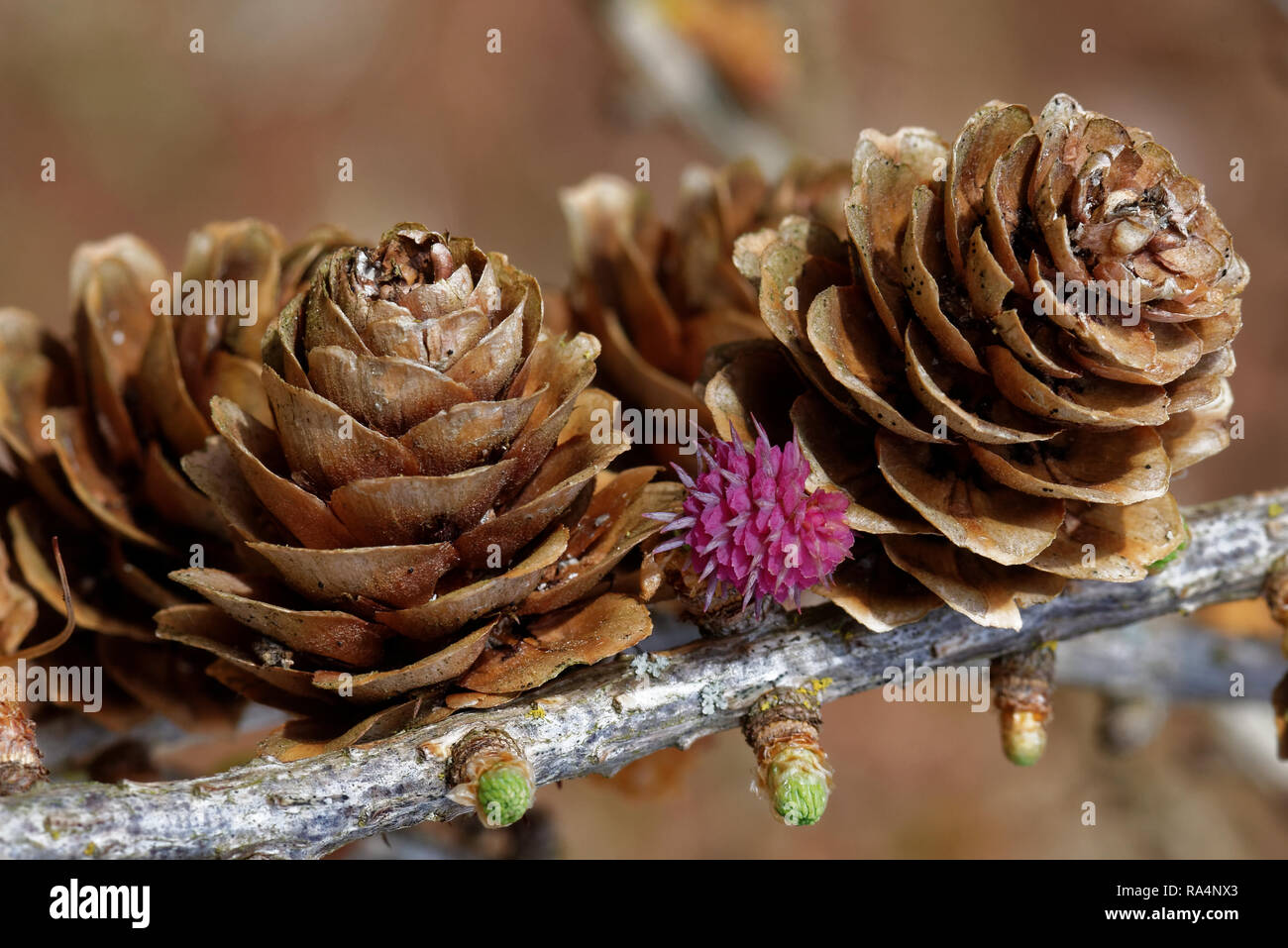 Ovulate cones of larch tree, old and new, in spring, end of May Stock ...