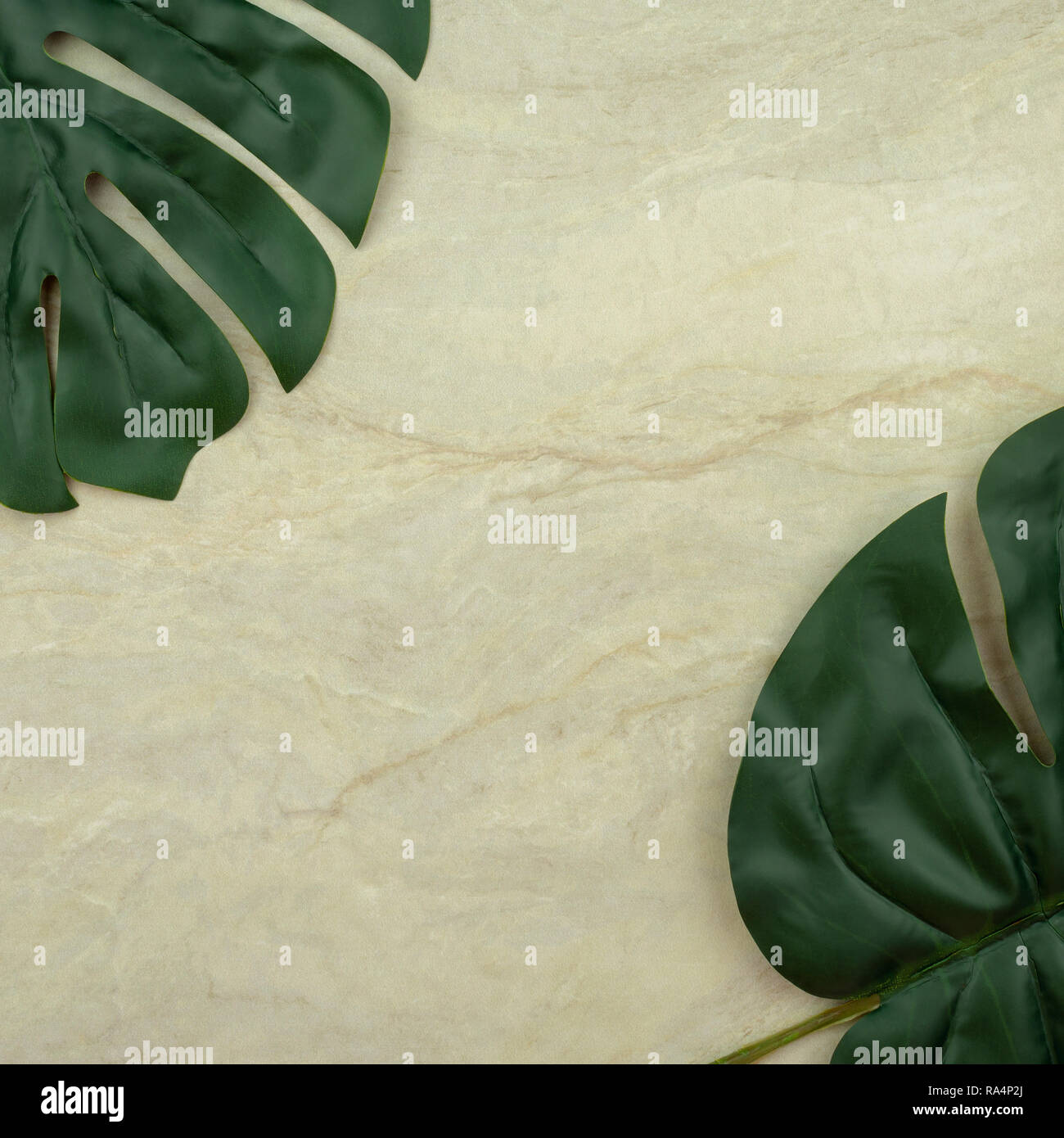 Top view of Monstera leaf on empty brown matt marble for use as ...