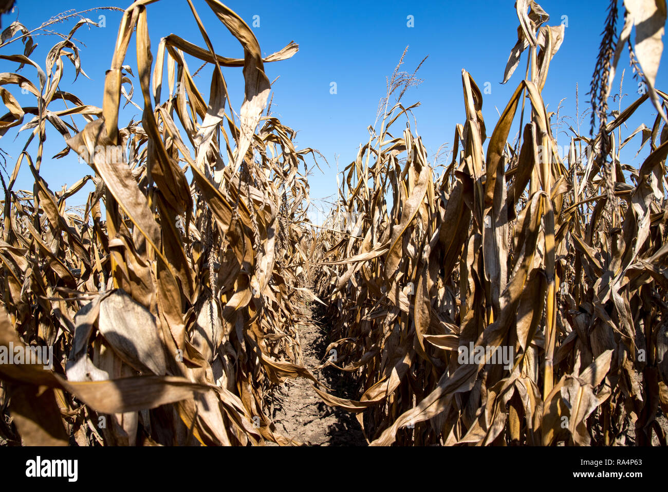 Maize Flowers High Resolution Stock Photography and Images - Alamy