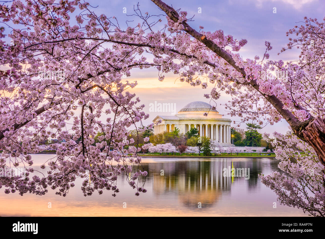 Tidal basin pink cherry blossoms hi-res stock photography and images ...