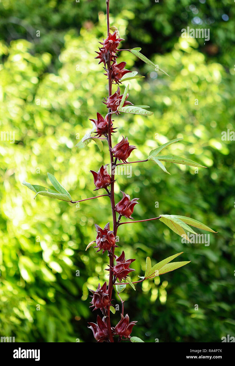 Roselle park hi-res stock photography and images - Alamy