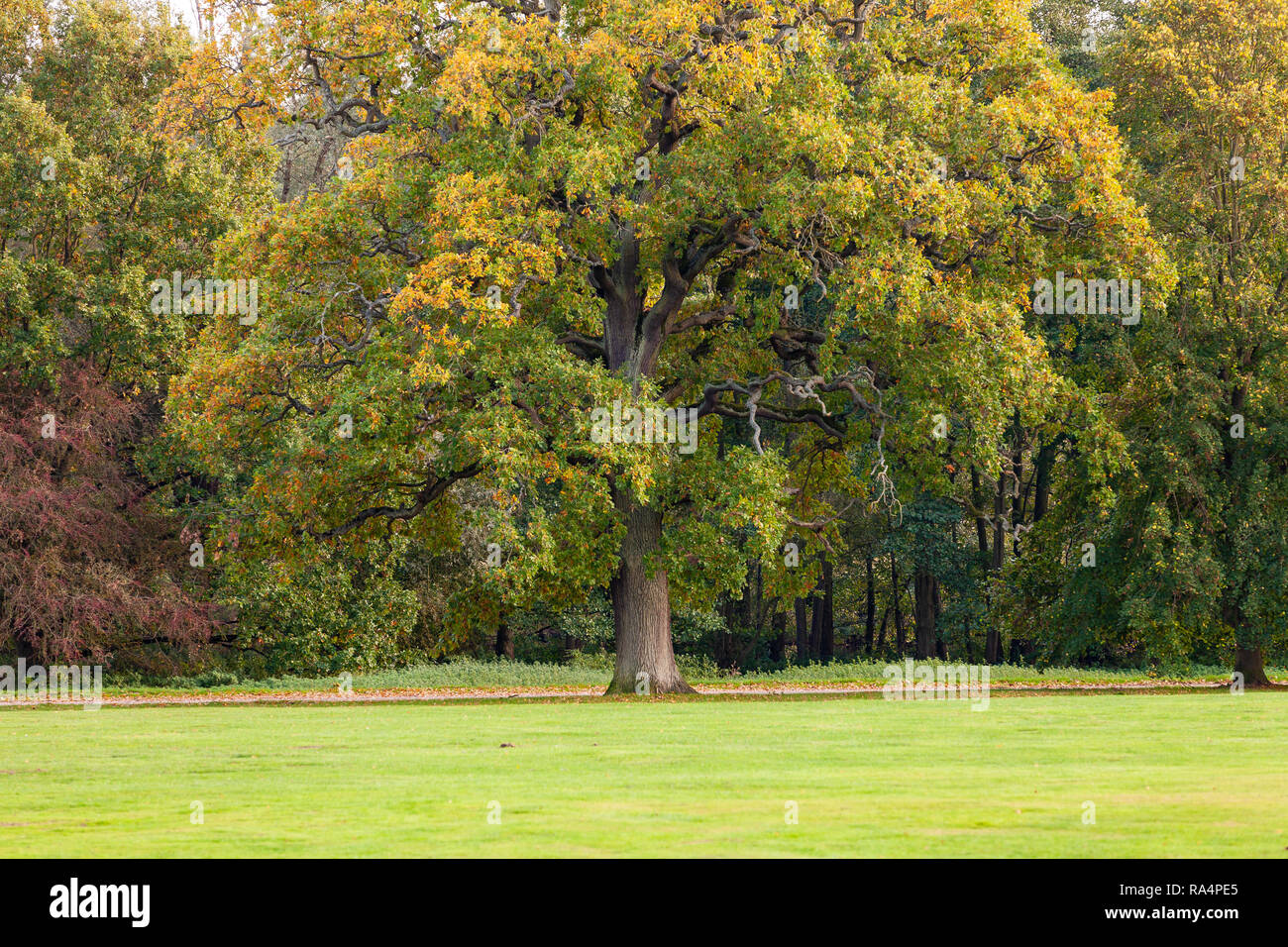 Ollerton nottinghamshire hi-res stock photography and images - Alamy