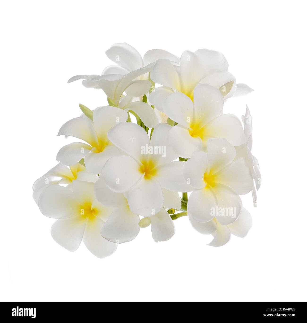Frangipani flower on white background Stock Photo - Alamy