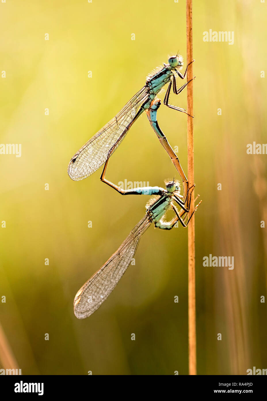 3 image stack of pair of mating Common Blue Damselflies (Enallagma ...