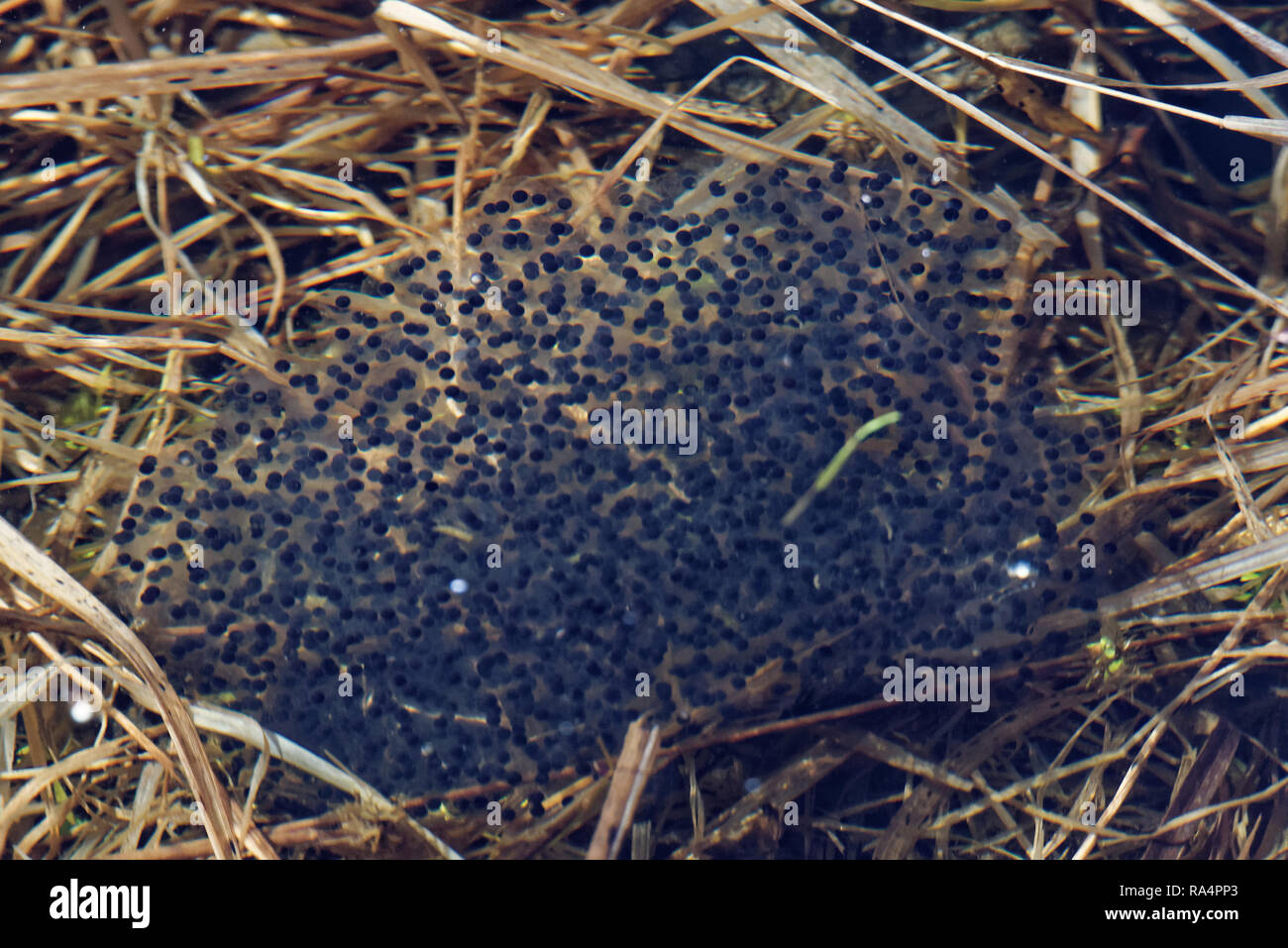 Frogspawn is a soft substance like jelly which contains the eggs of a ...