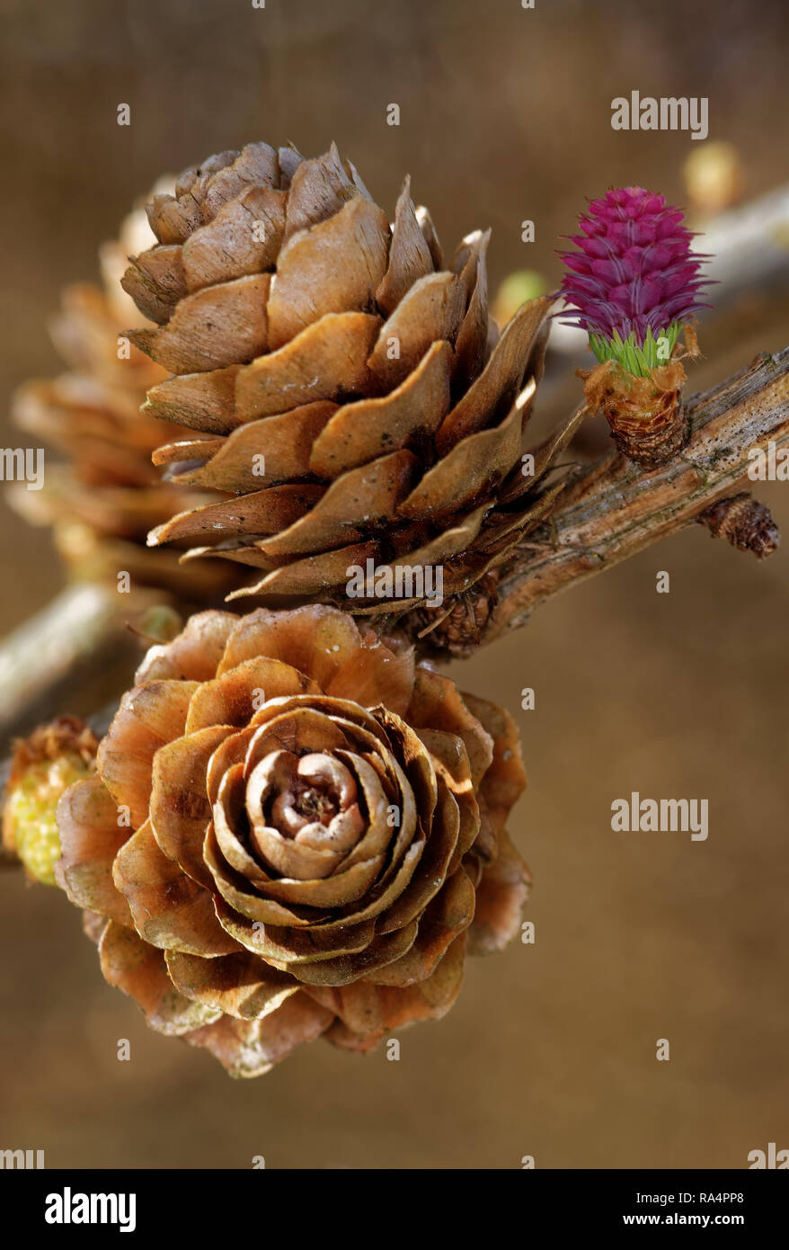 Ovulate cones of larch tree, old and new, in spring, end of May Stock ...