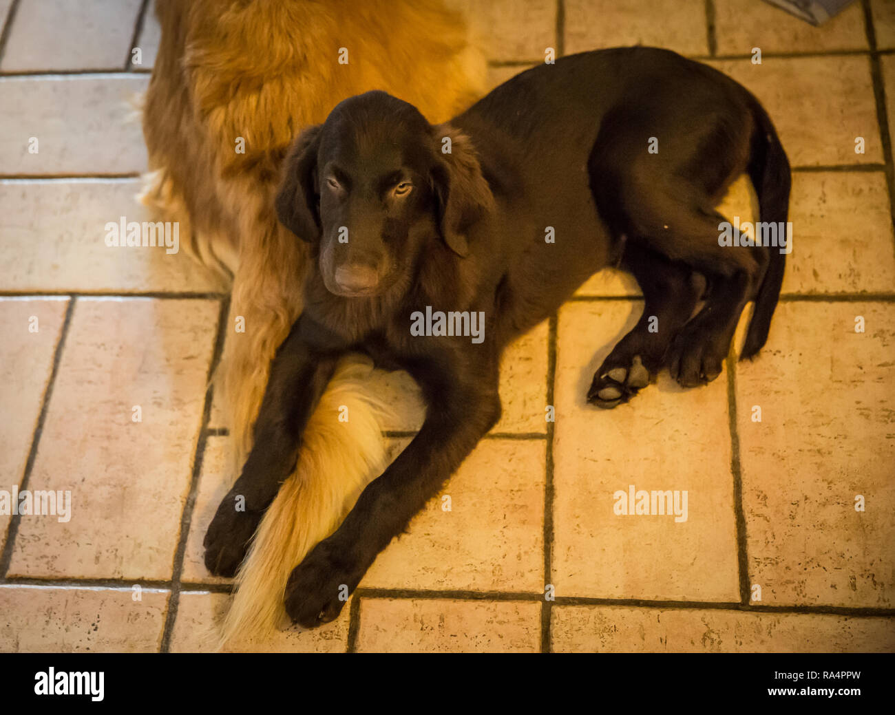 Flat Coated Retriever Liver High Resolution Stock Photography and ...