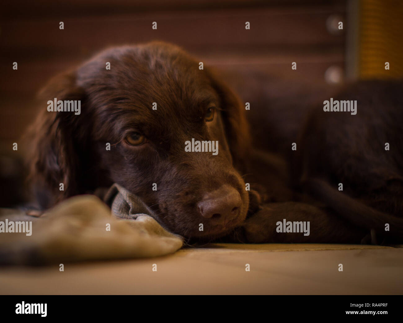 Liver flat coated retriever hi-res stock photography and images - Alamy