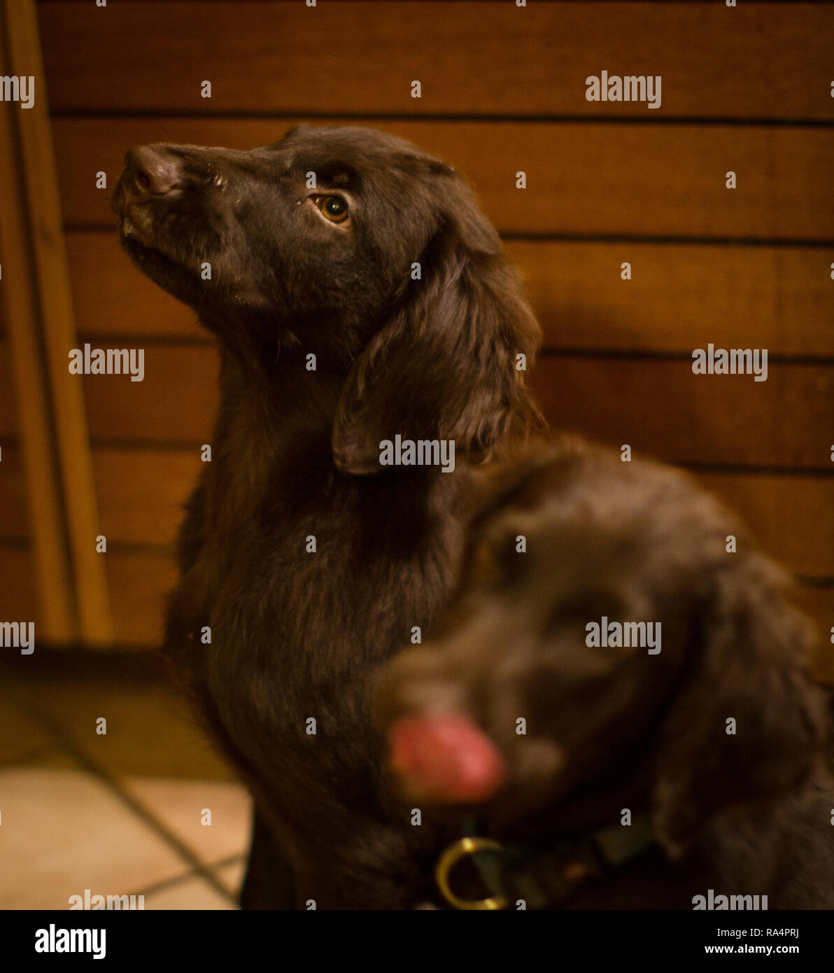 Liver flat coated retriever hi-res stock photography and images - Alamy