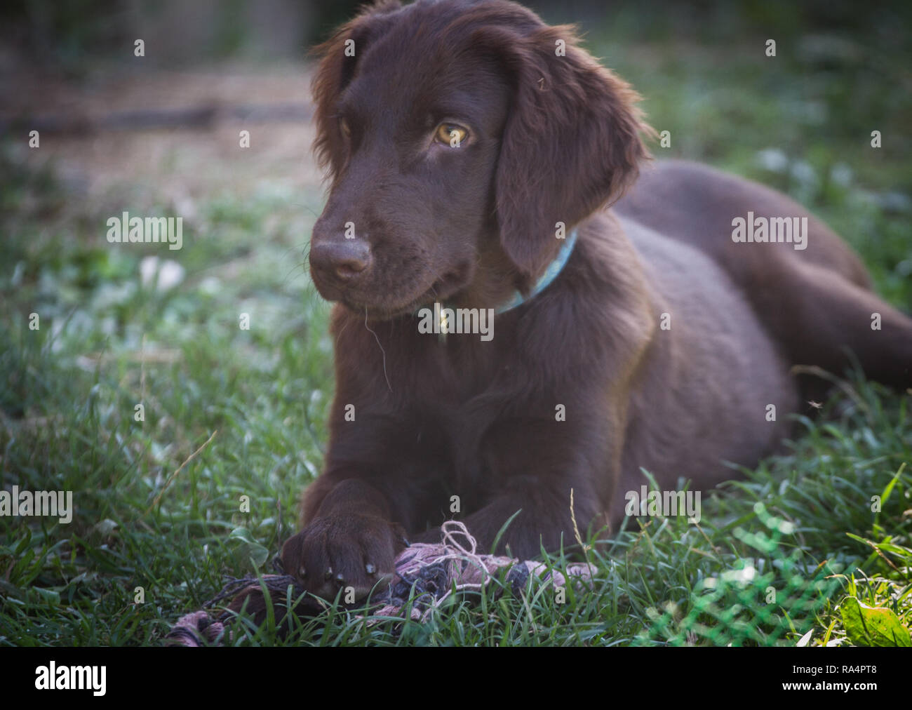 Liver flat coated retriever hi-res stock photography and images - Alamy