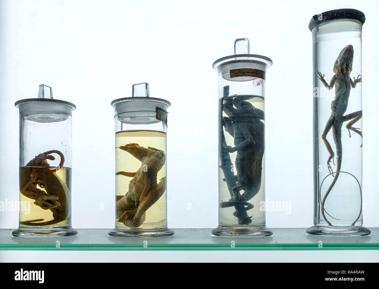 Formalina hi-res stock photography and images - Alamy