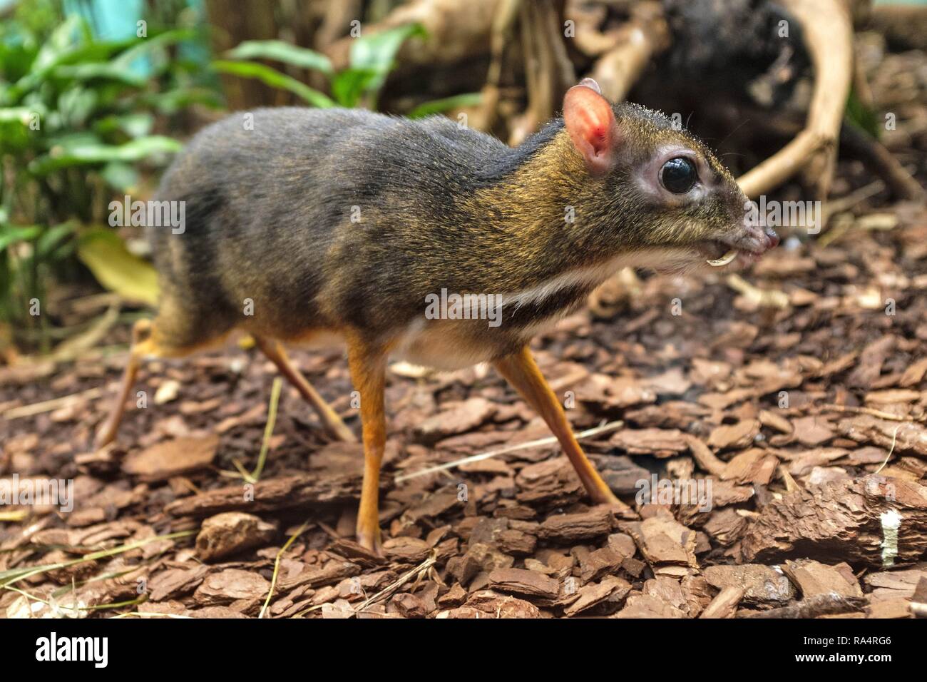 Azjatyski hi-res stock photography and images - Alamy