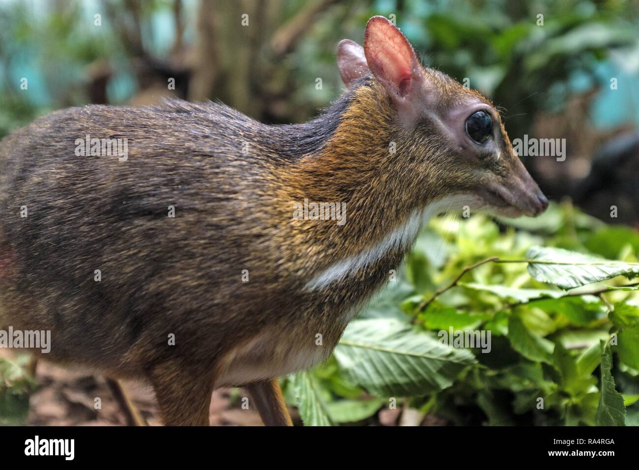 Azjatyski hi-res stock photography and images - Alamy