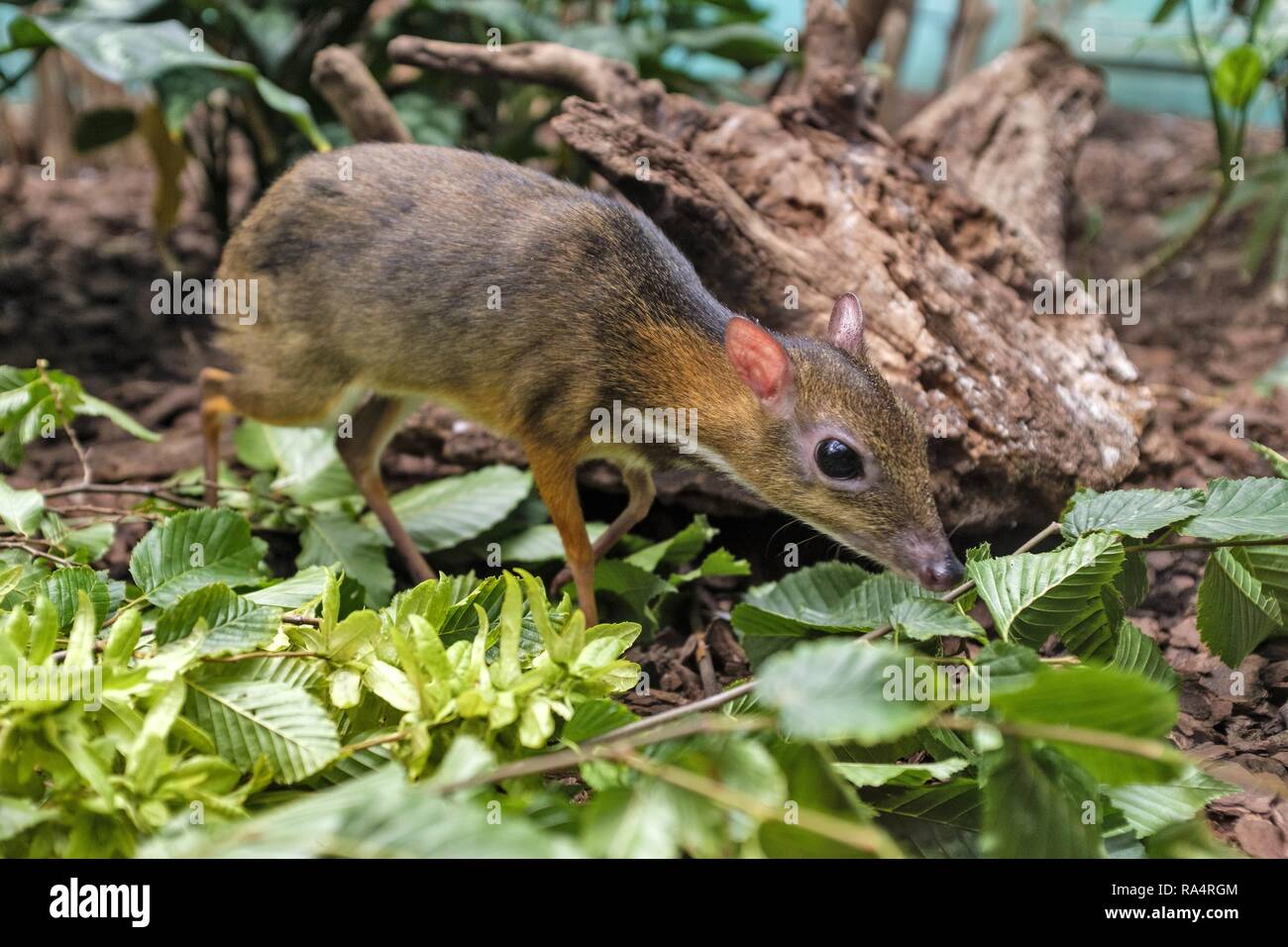 Java w hi-res stock photography and images - Alamy