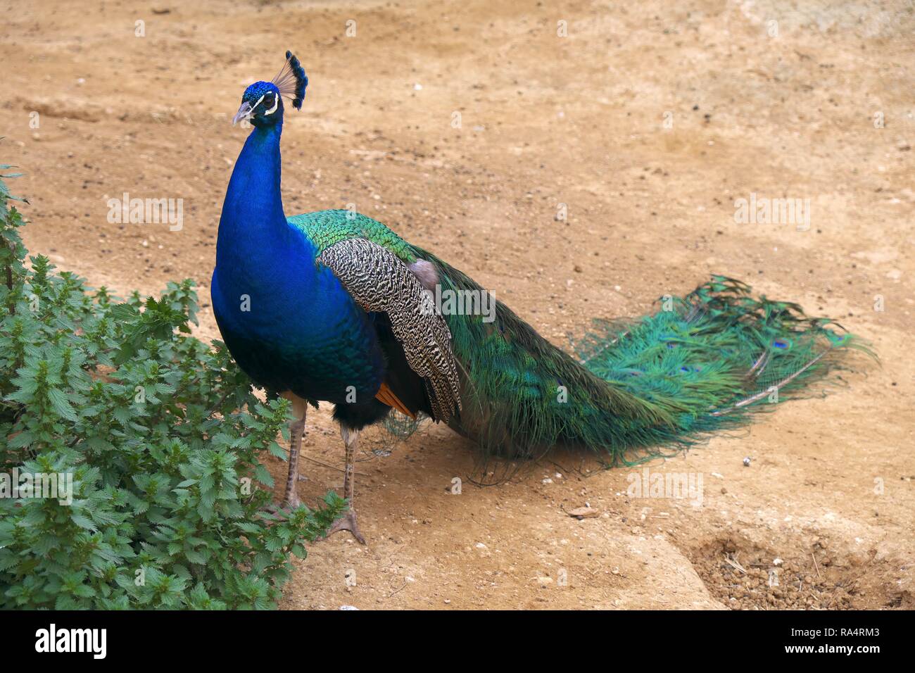 Paw indyjski znany jako paw niebieski lub paw zwyczajny - lac. Pavo ...