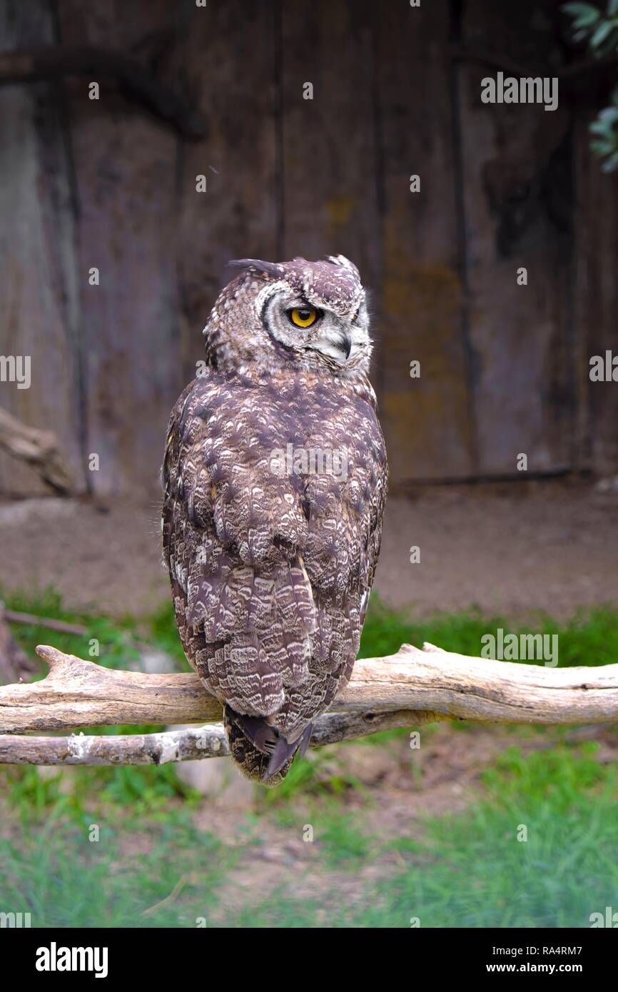 Puszczyk afrykanski - lac. Bubo africanus - w ogrodzie zoologicznym ...