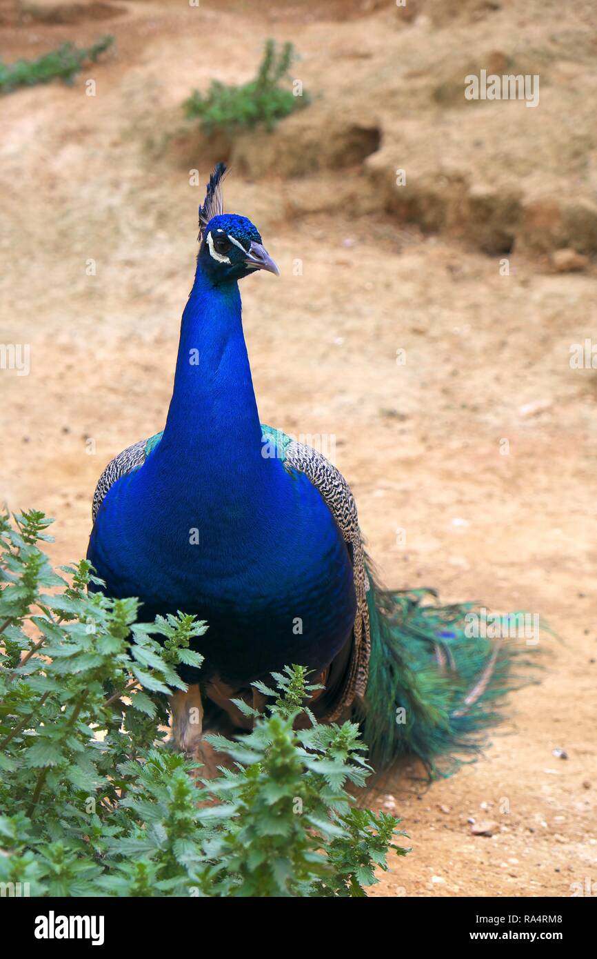 Paw indyjski znany jako paw niebieski lub paw zwyczajny - lac. Pavo ...