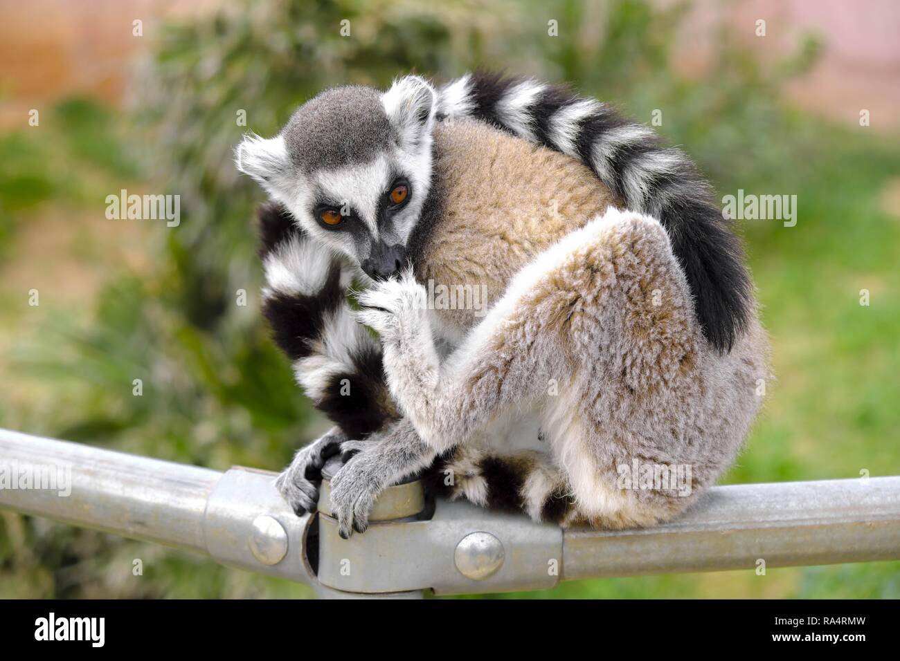 Lemur katta - lac. Lemur catta - w ogrodzie zoologicznym Ring-tailed ...