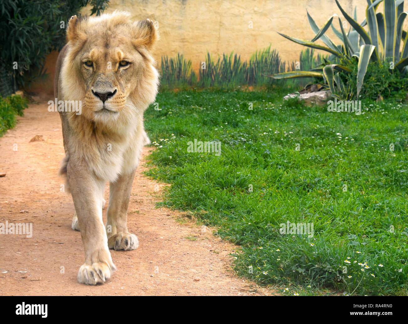 Lew angolanski - lac. Panthera leo bleyenberghi - dorosly samiec w ...
