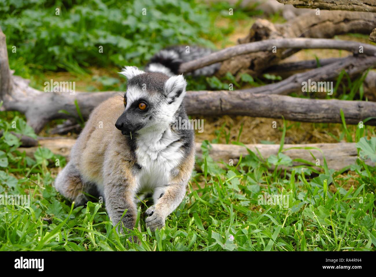 Lemur katta - lac. Lemur catta - w ogrodzie zoologicznym Ring-tailed ...