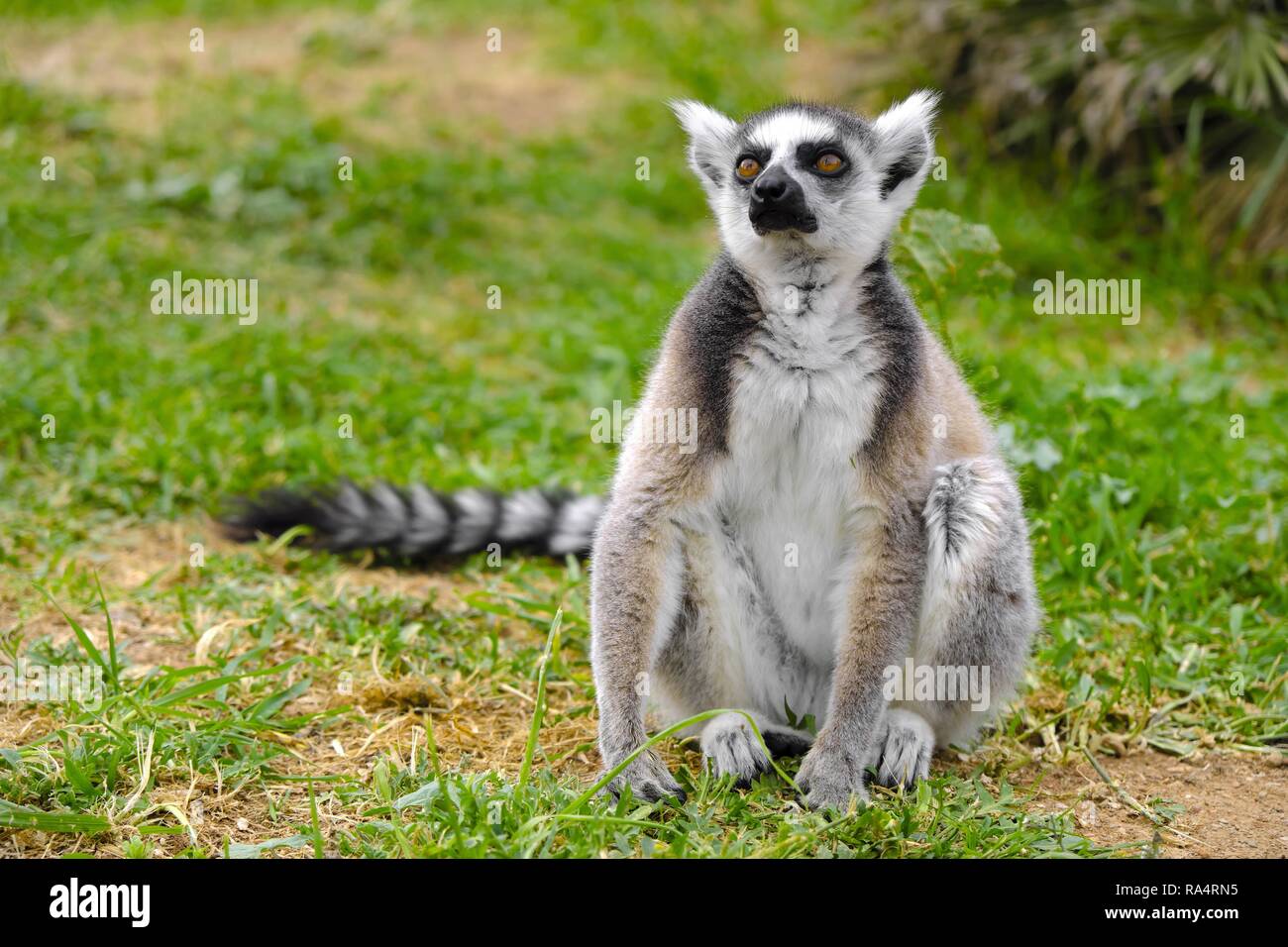 Lemur katta - lac. Lemur catta - w ogrodzie zoologicznym Ring-tailed ...
