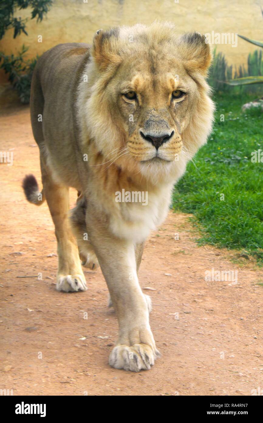 Lew wood hi-res stock photography and images - Alamy