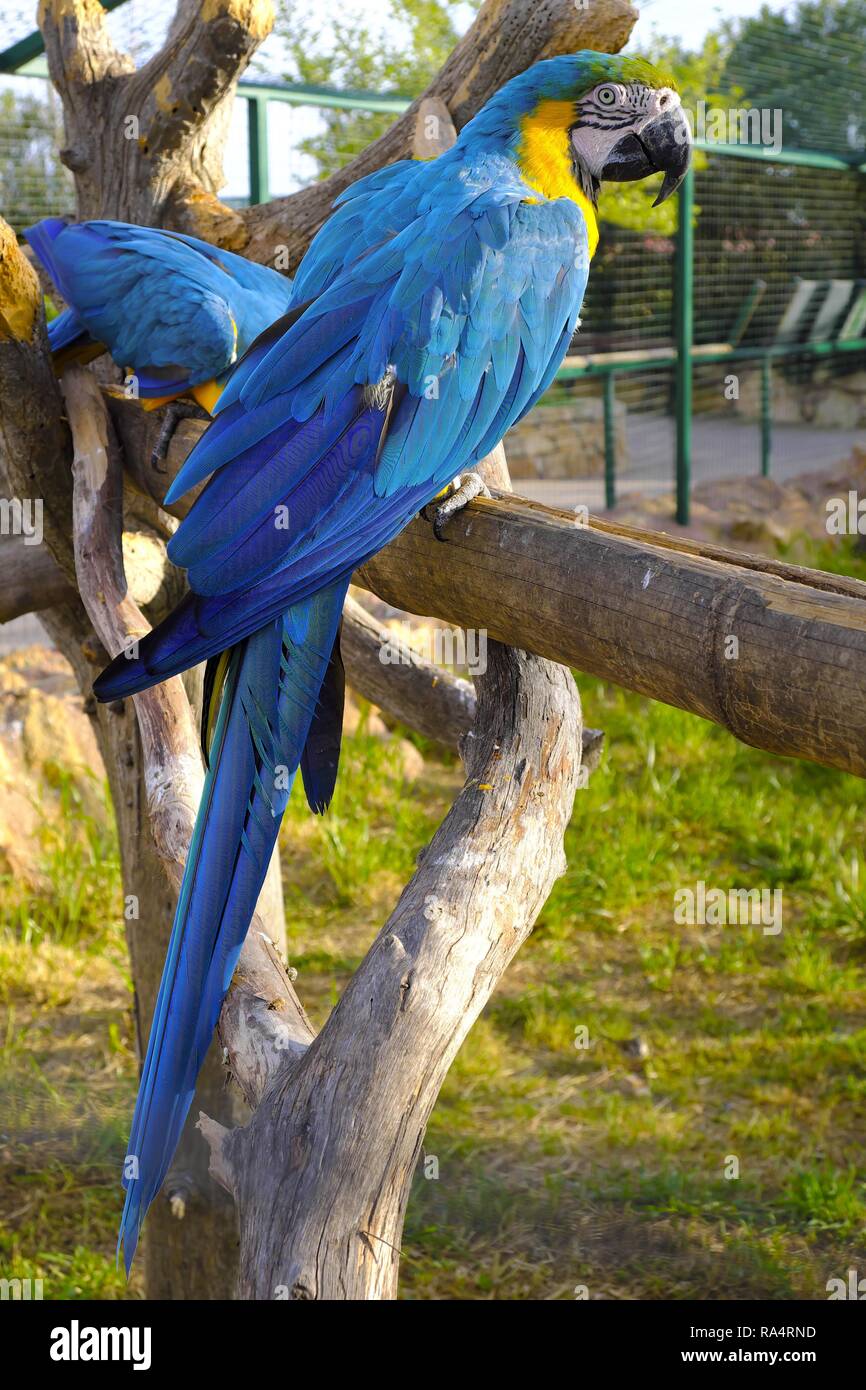Ara zwyczajna hi-res stock photography and images - Alamy