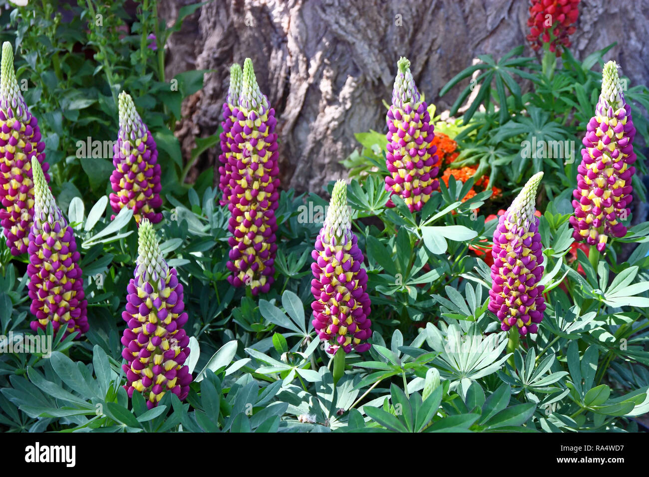 Garden lupin (lupinus polyphyllus) is a perennial herbaceous plant ...