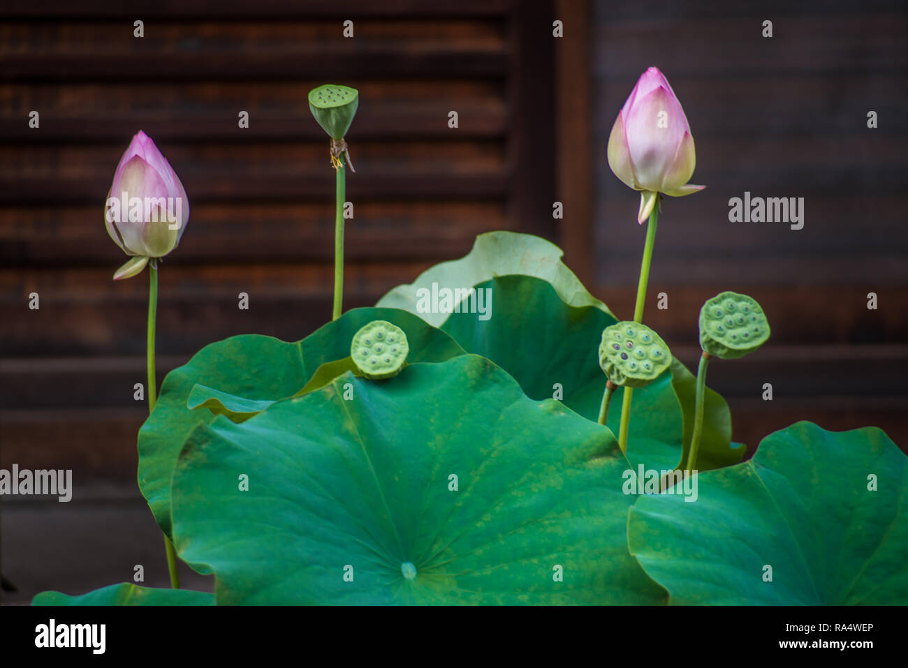 Lotus Flower lily wellness Stock Photo - Alamy