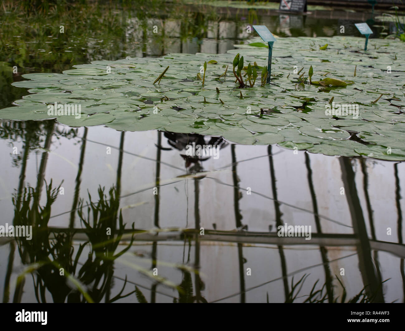 Water lily leaves floating on a still pond inside a greenhouse, with ...