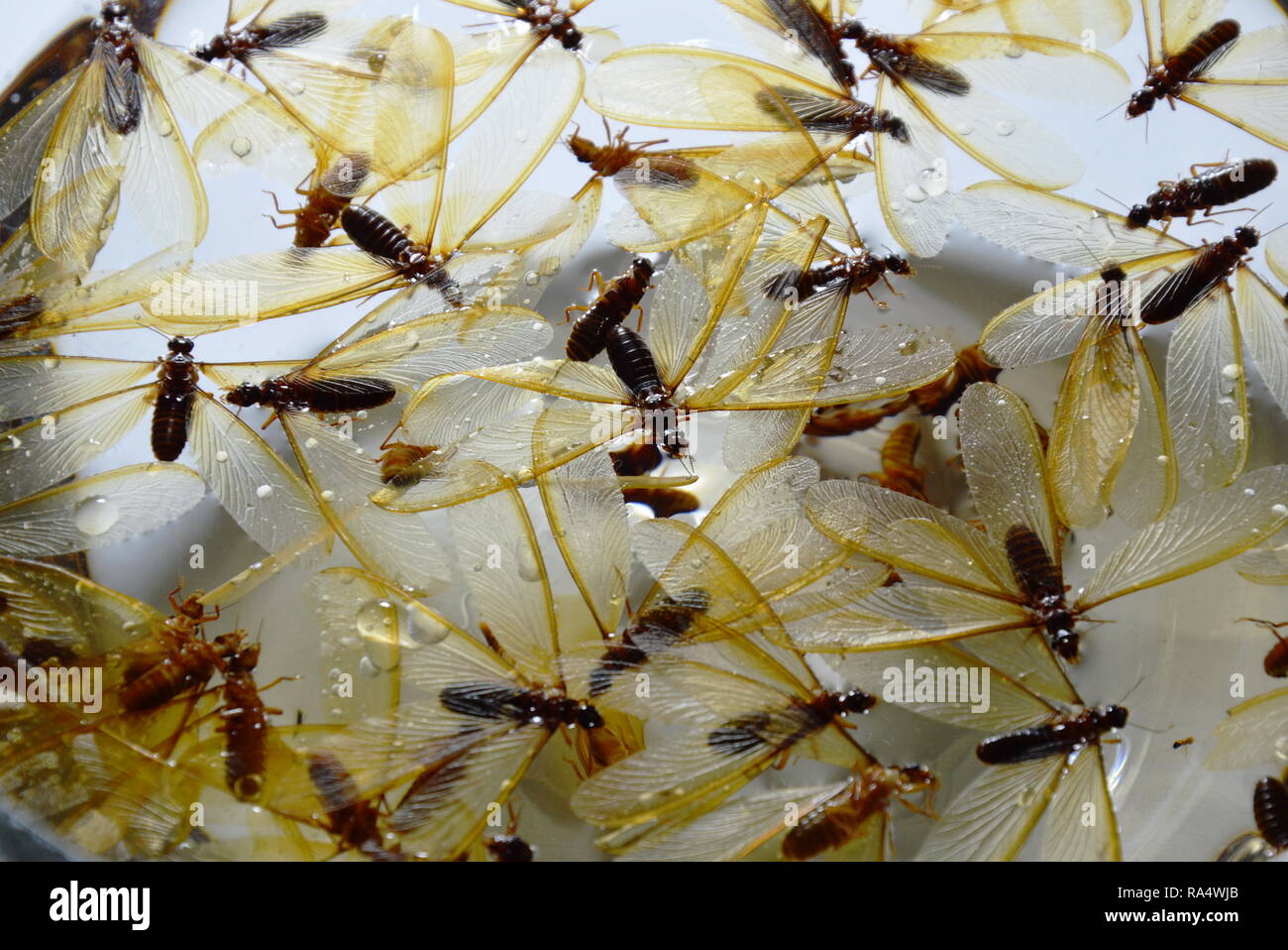 tussock moth water trap in glass bowl Stock Photo - Alamy