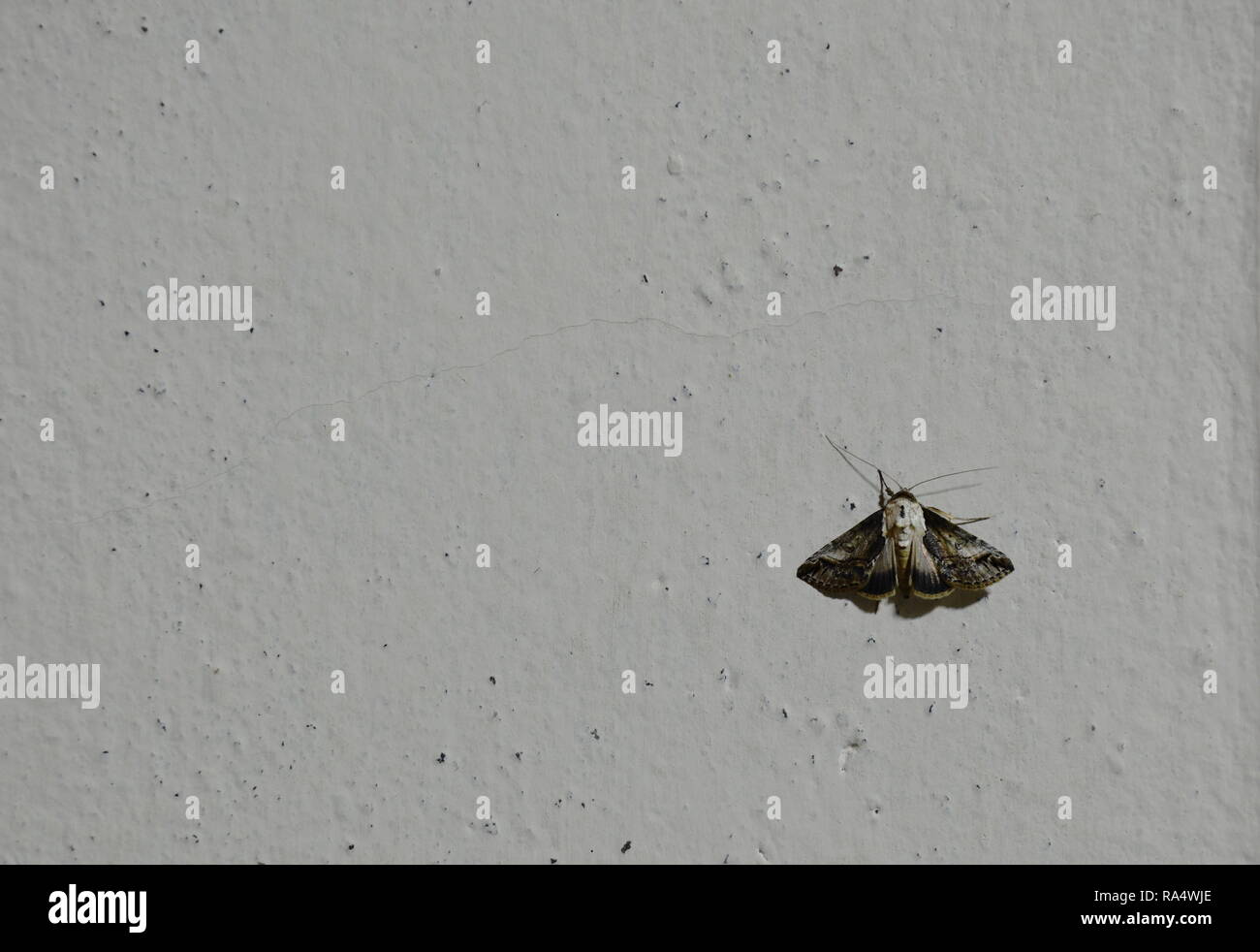 moth hanging on white wall in the night Stock Photo - Alamy